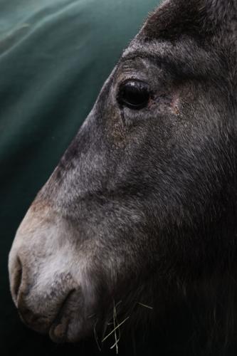 After deadly horse barn fire in Attleboro, signs of healing | Local ...