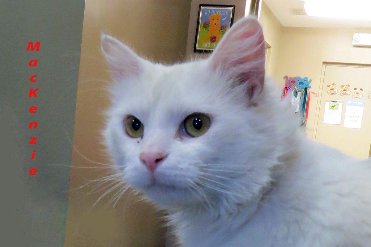 Pet of the week: MacKenzie | Pet Day | thesunchronicle.com