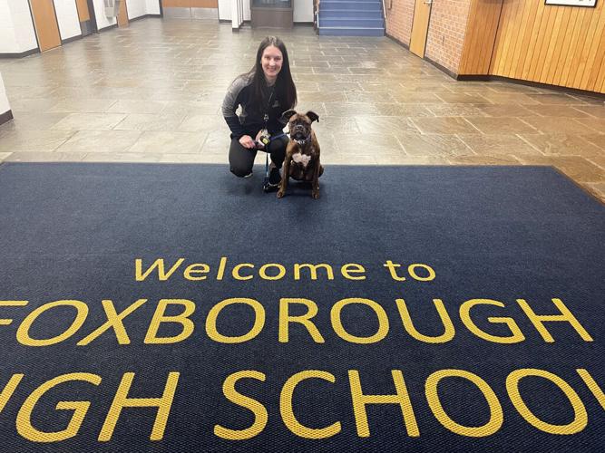 Meet Duke, Foxboro schools new therapy dog | Local News ...