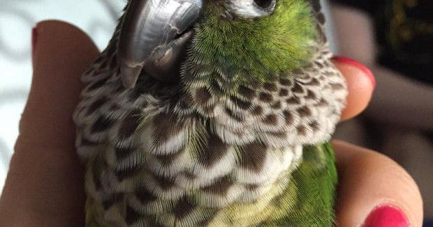 Smart, social (and messy), birds make great pets, fans say | Pet Day ...