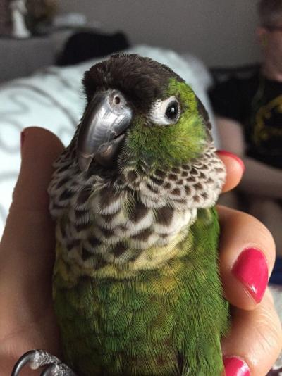 Smart, social (and messy), birds make great pets, fans say | Pet Day ...