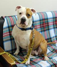 JAZZY | Pet Day | thesunchronicle.com