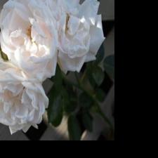 A guide to easy-care roses | Features | thesunchronicle.com
