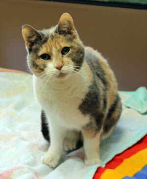 KEEKO | Pet Day | thesunchronicle.com
