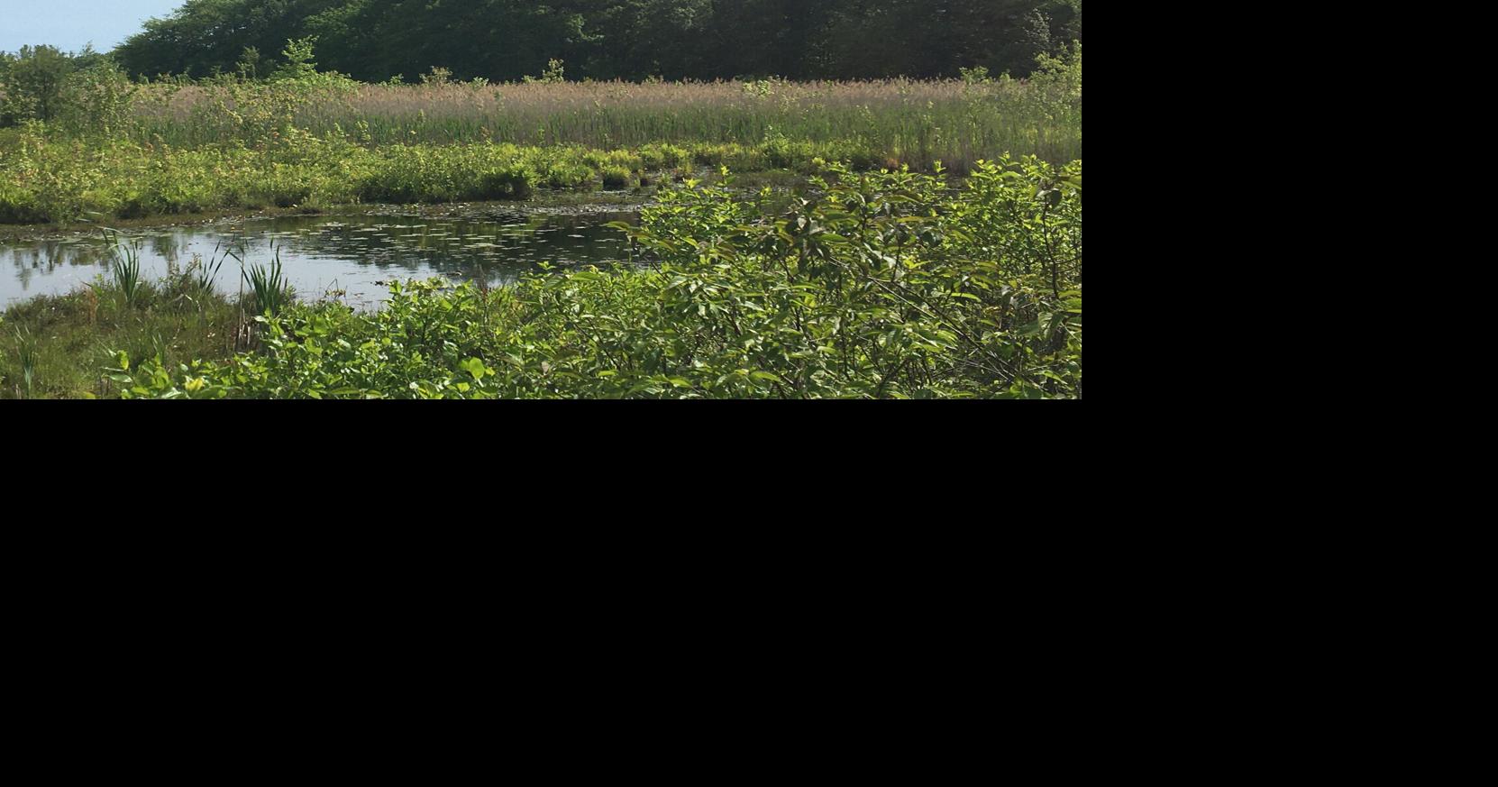 Sustainability Solutions: Expanding wetlands protection is the smart ...