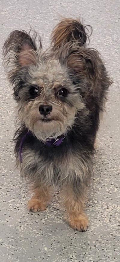 FRANK | Pet Day | thesunchronicle.com