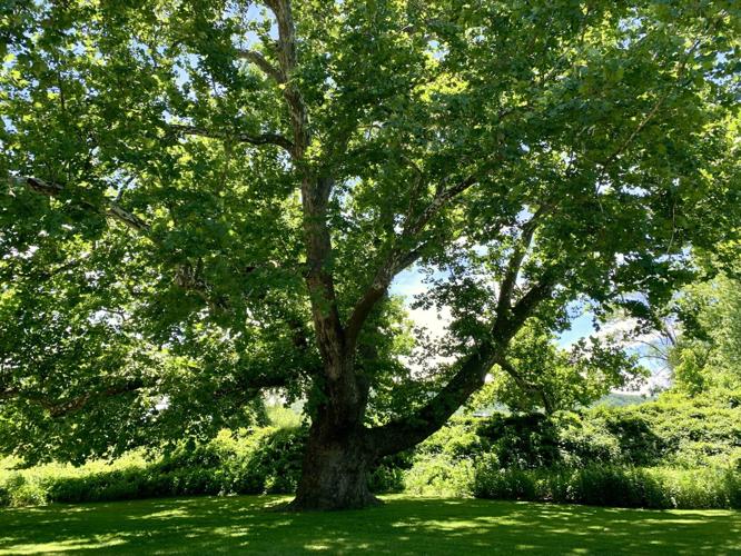 Adventures in history in Simsbury, Conn. | Features | thesunchronicle.com