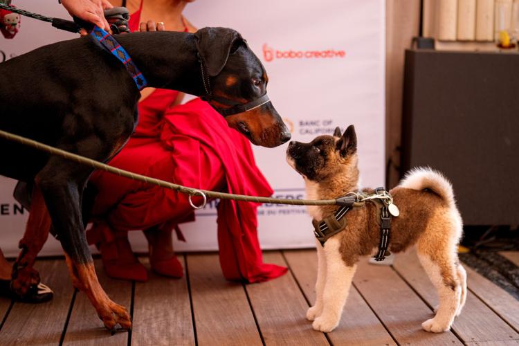 A round of a-paws for ‘La Perra,’ winner of the Palm Dog award at ...