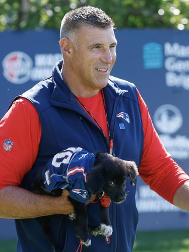 'Dogs only know love': 'Pawtriots' initiative launched at Gillette ...