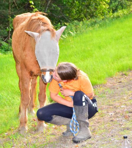 Horses headed to Norton rodeo grab motorists' attention on Mansfield ...