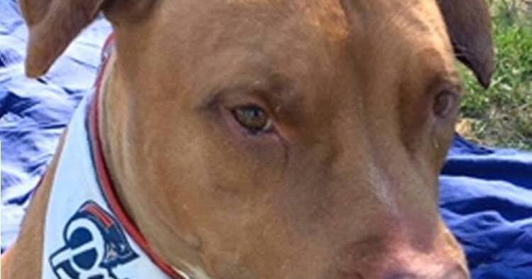 DUKE | Pet Day | thesunchronicle.com