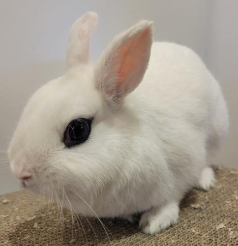 GYPSY | Pet Day | thesunchronicle.com