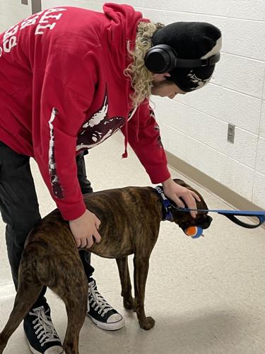 Attleboro, Foxboro high schools adopt use of therapy dogs | Local News ...