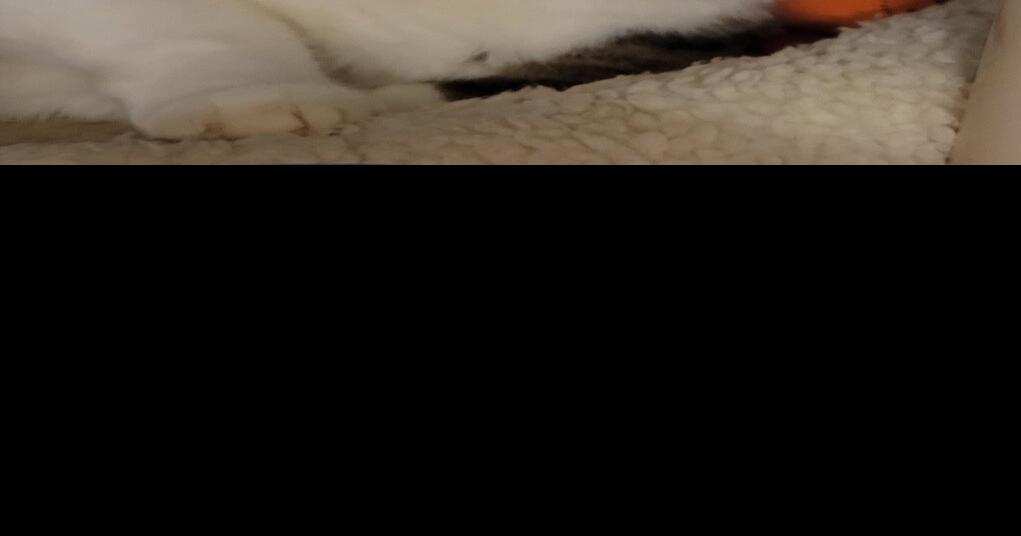 BOOGER | Features | thesunchronicle.com