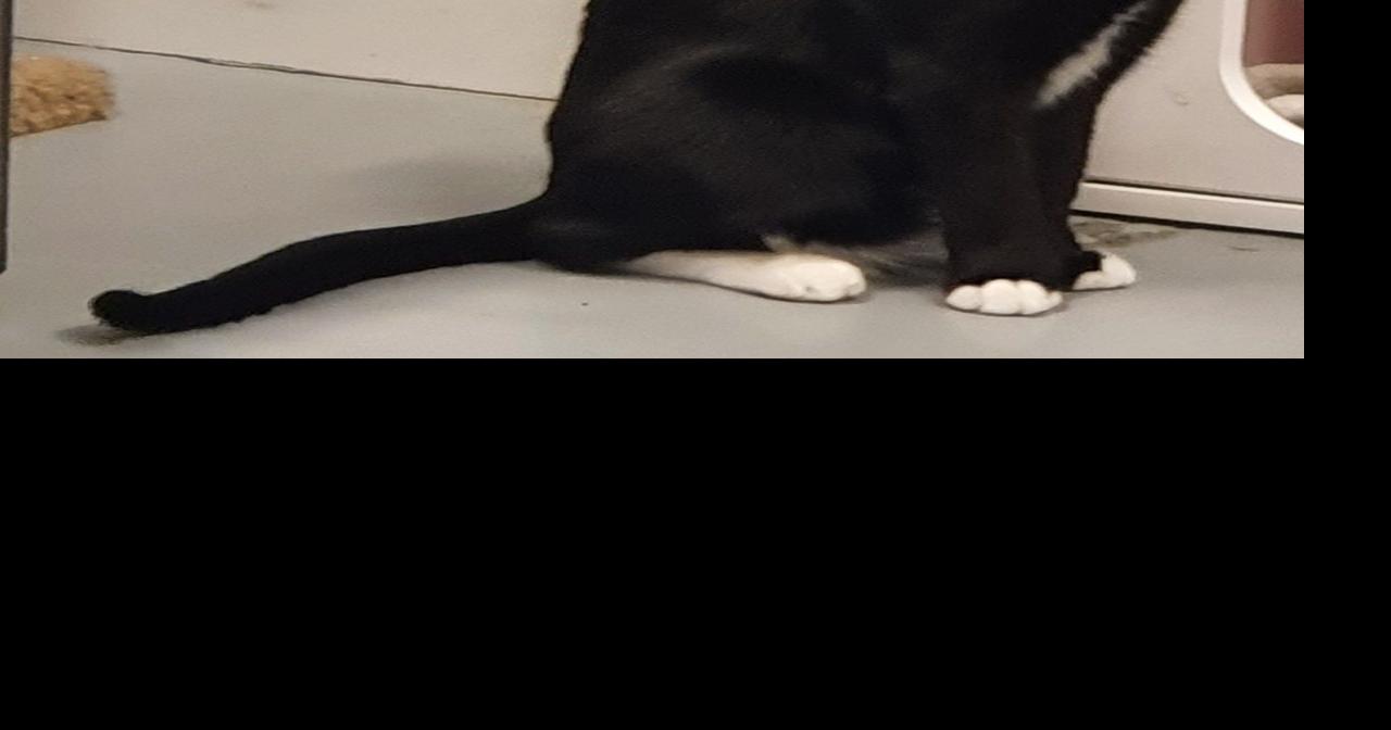 BAXTER | Pet Day | thesunchronicle.com