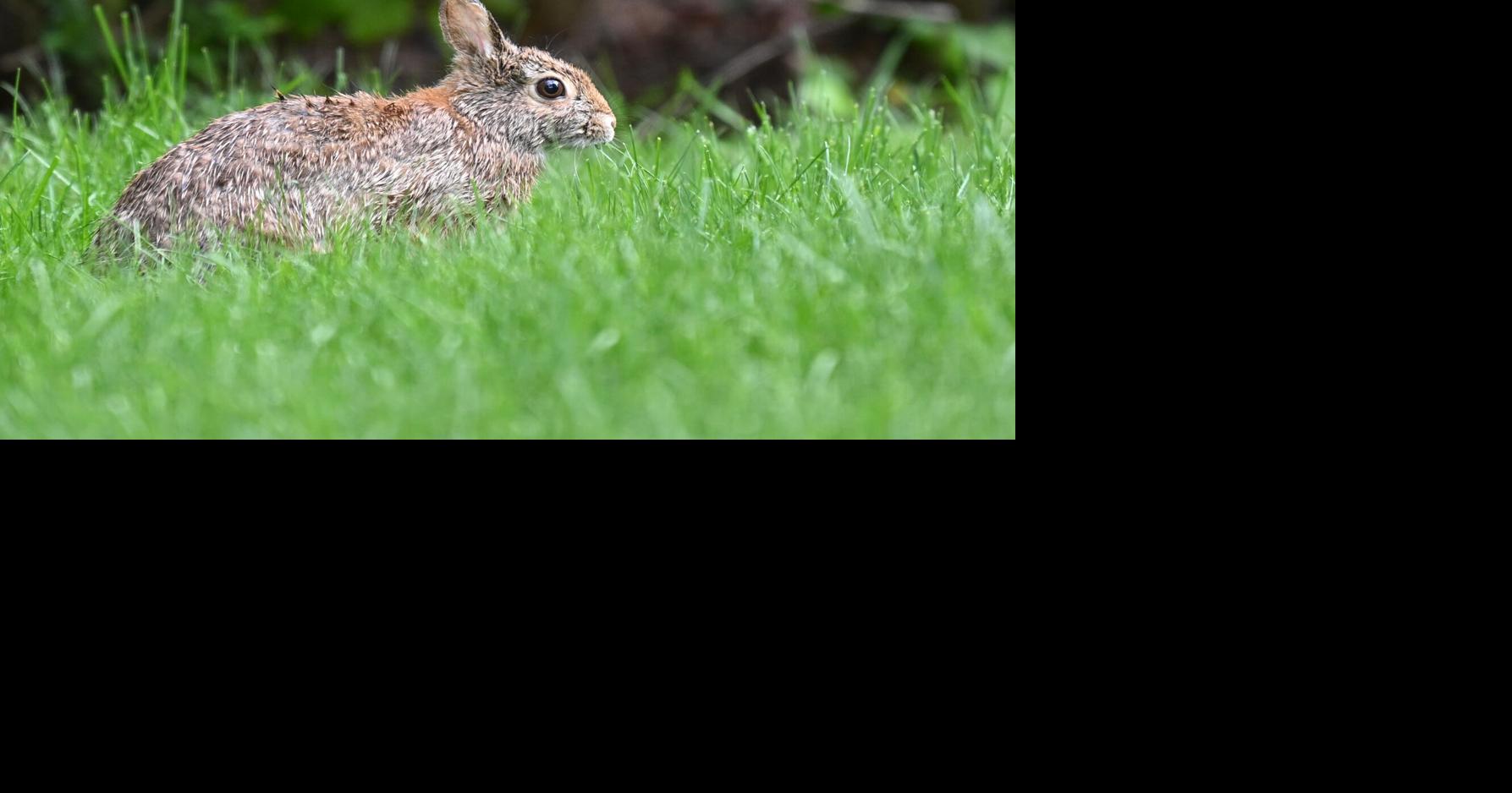 Rabbits, rabbits everywhere. Or are they? Some experts say it's hard to ...