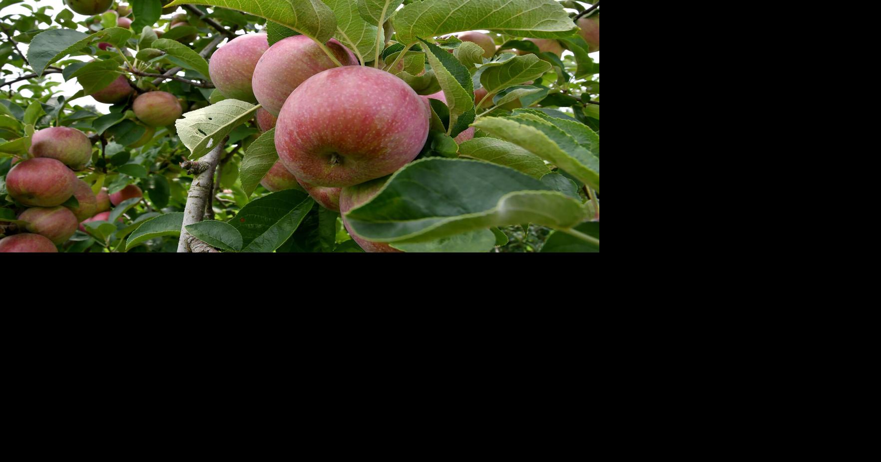 Weather has taken a toll on fruit crops in Attleboro area, beyond ...
