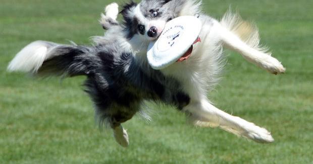 Flying High Frisbee Dogs | Gallery | thesunchronicle.com
