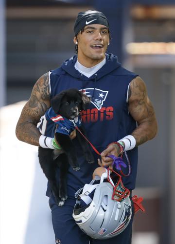 'Dogs only know love': 'Pawtriots' initiative launched at Gillette ...