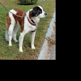 LOKI | Pet Day | thesunchronicle.com