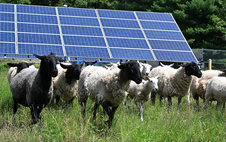 Sheep shear grass for National Grid on Attleboro solar farm | Local ...