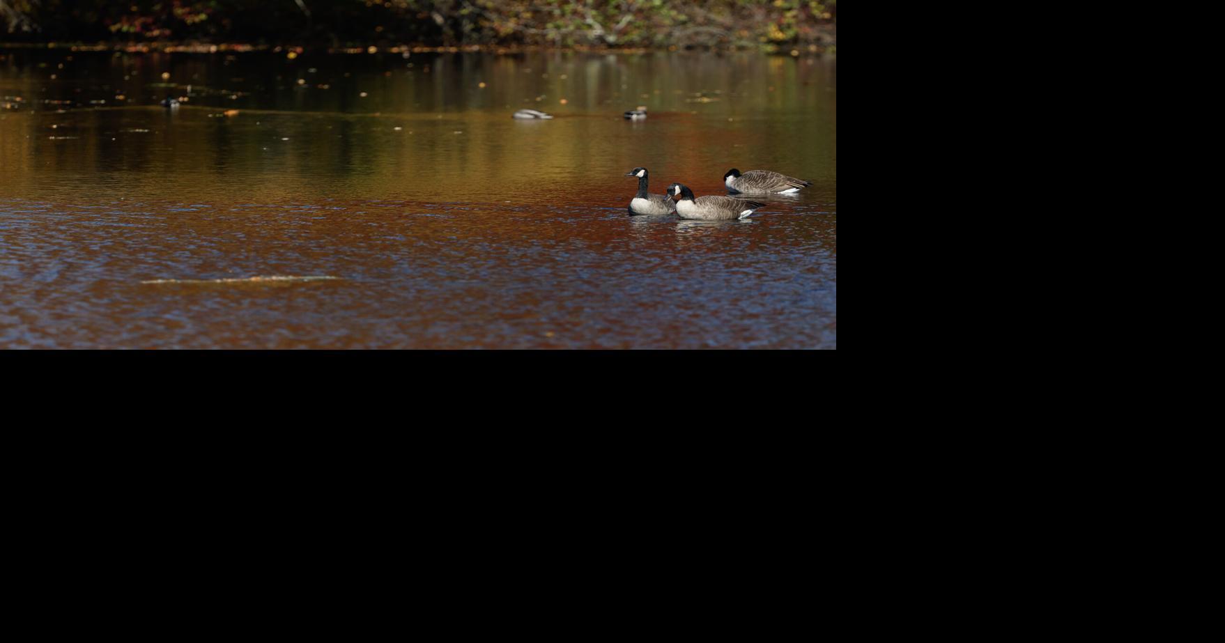 No tornado on Monday, but ‘gustnado’ likely swept through parts of ...