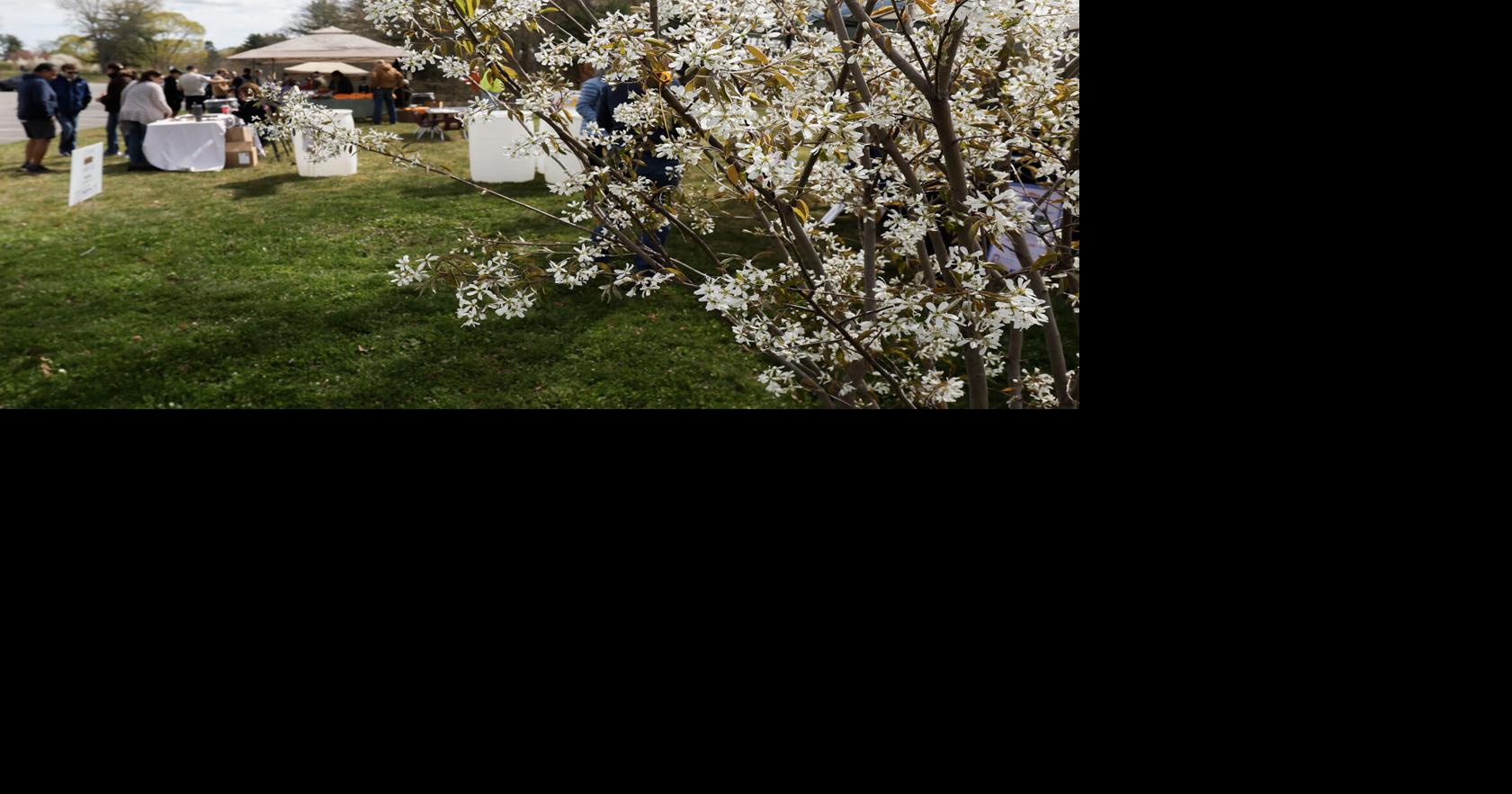 Attleboro celebrates Arbor Day | Gallery | thesunchronicle.com