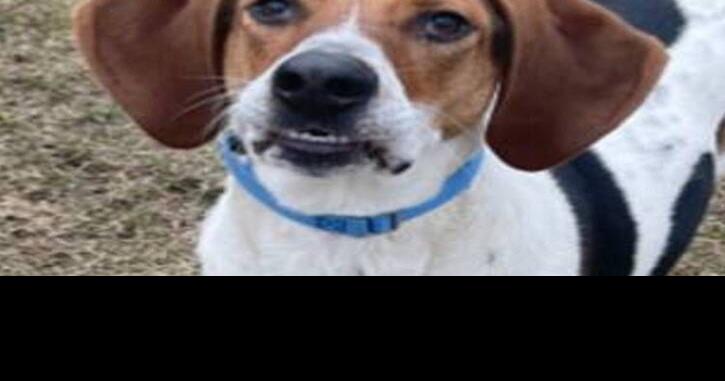 RUSTY | Pet Day | thesunchronicle.com