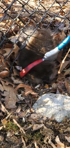 Animal control officer frees 'ungrateful' muskrat from chain-link fence ...