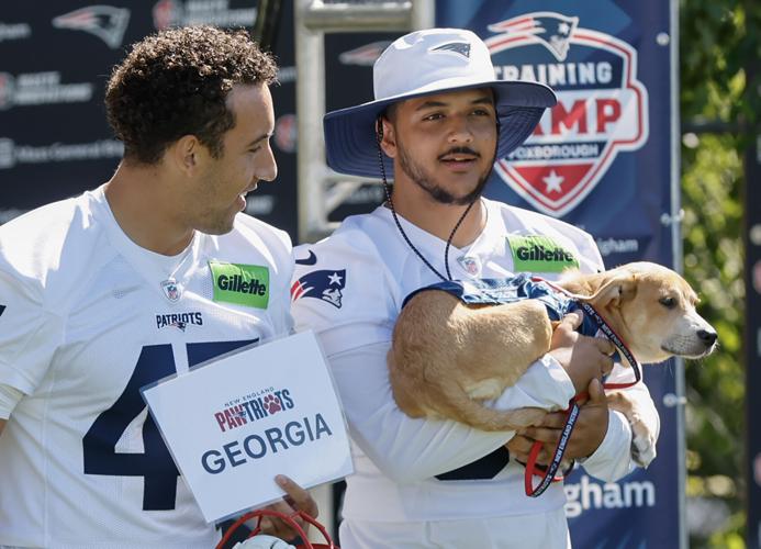 'Dogs only know love': 'Pawtriots' initiative launched at Gillette ...