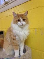 Pets of the Week: Buff | Pet Day | thesunchronicle.com