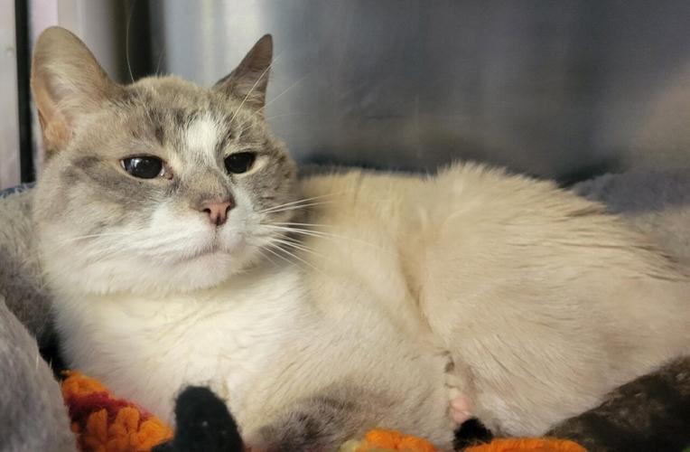 LOLA & LILITH | Pet Day | thesunchronicle.com