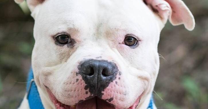 SPIKE | Pet Day | thesunchronicle.com