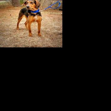 Pet of the week: Copper | Pet Day | thesunchronicle.com