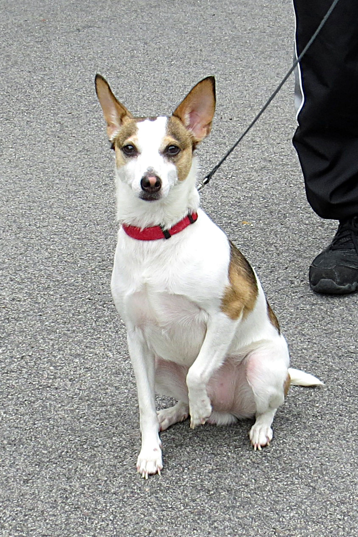 Pets of the Week: Snickers | Pet Day | thesunchronicle.com