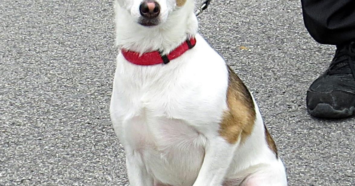 Pets of the Week: Snickers | Pet Day | thesunchronicle.com