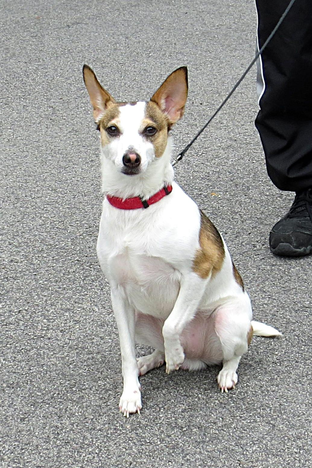 Pets of the Week: Snickers | Pet Day | thesunchronicle.com