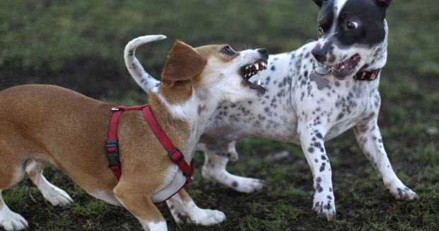 Dog play: When is the roughhousing too rough? | Stories ...