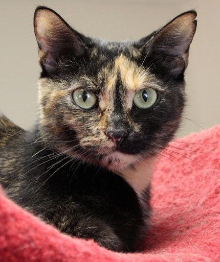 Pets of the Week: Leia | Pet Day | thesunchronicle.com