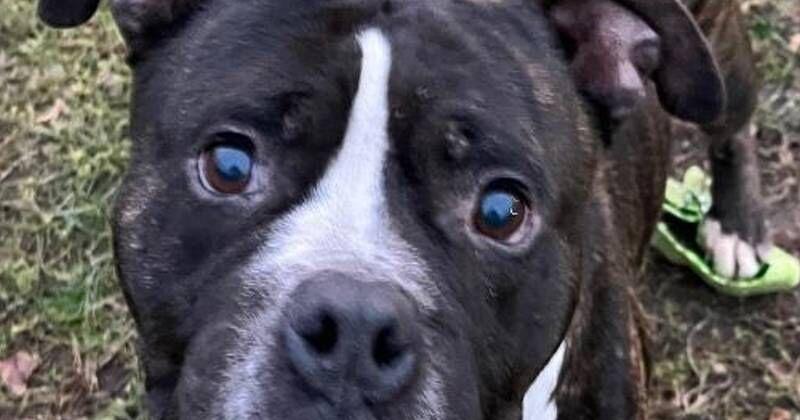 JAX | Pet Day | thesunchronicle.com