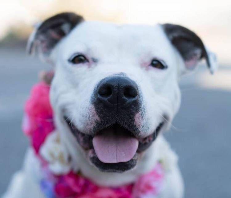 Pet of the week: Lacey | Pet Day | thesunchronicle.com