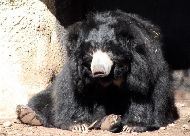 Popular sloth bears die in Attleboro's Capron Park Zoo | Local News ...