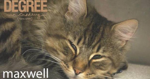 Pets of the Week: Maxwell | Pet Day | thesunchronicle.com