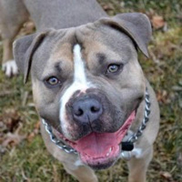 Pets of the Week: Spike | Pet Day | thesunchronicle.com