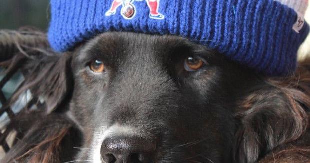 The Brady bunch is ruff and ready | Pet Day | thesunchronicle.com