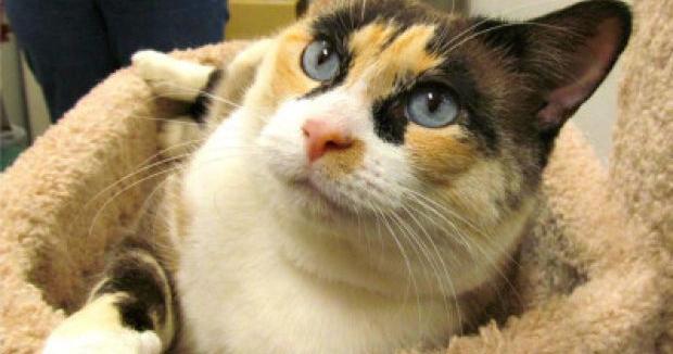 Pets of the Week: Gypsy | Pet Day | thesunchronicle.com