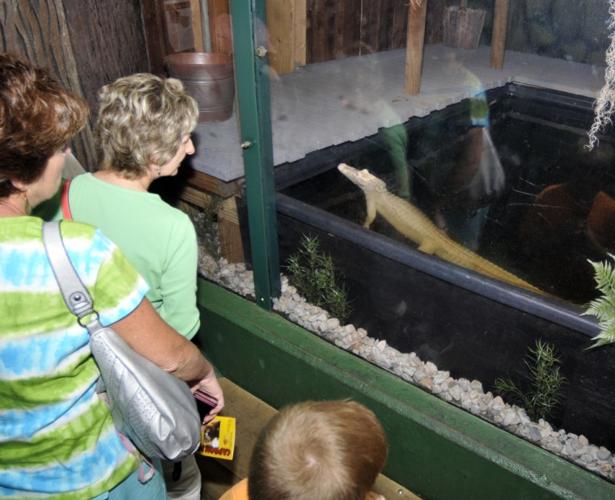 Capron Park Zoo Moon | Gallery | thesunchronicle.com