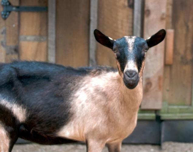 Along the Way: Winslow Farm welcomes three new goats | Communities ...