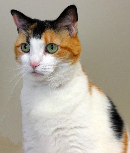 Pet of the week: Sierra & Dreamer | Pet Day | thesunchronicle.com