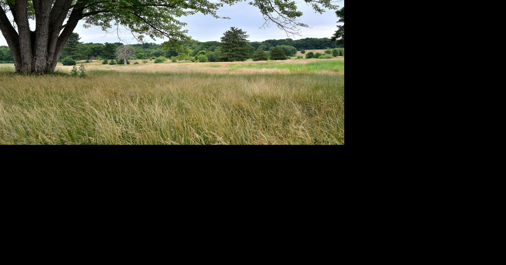 Guest essay: Let our forests grow! | Columns | thesunchronicle.com